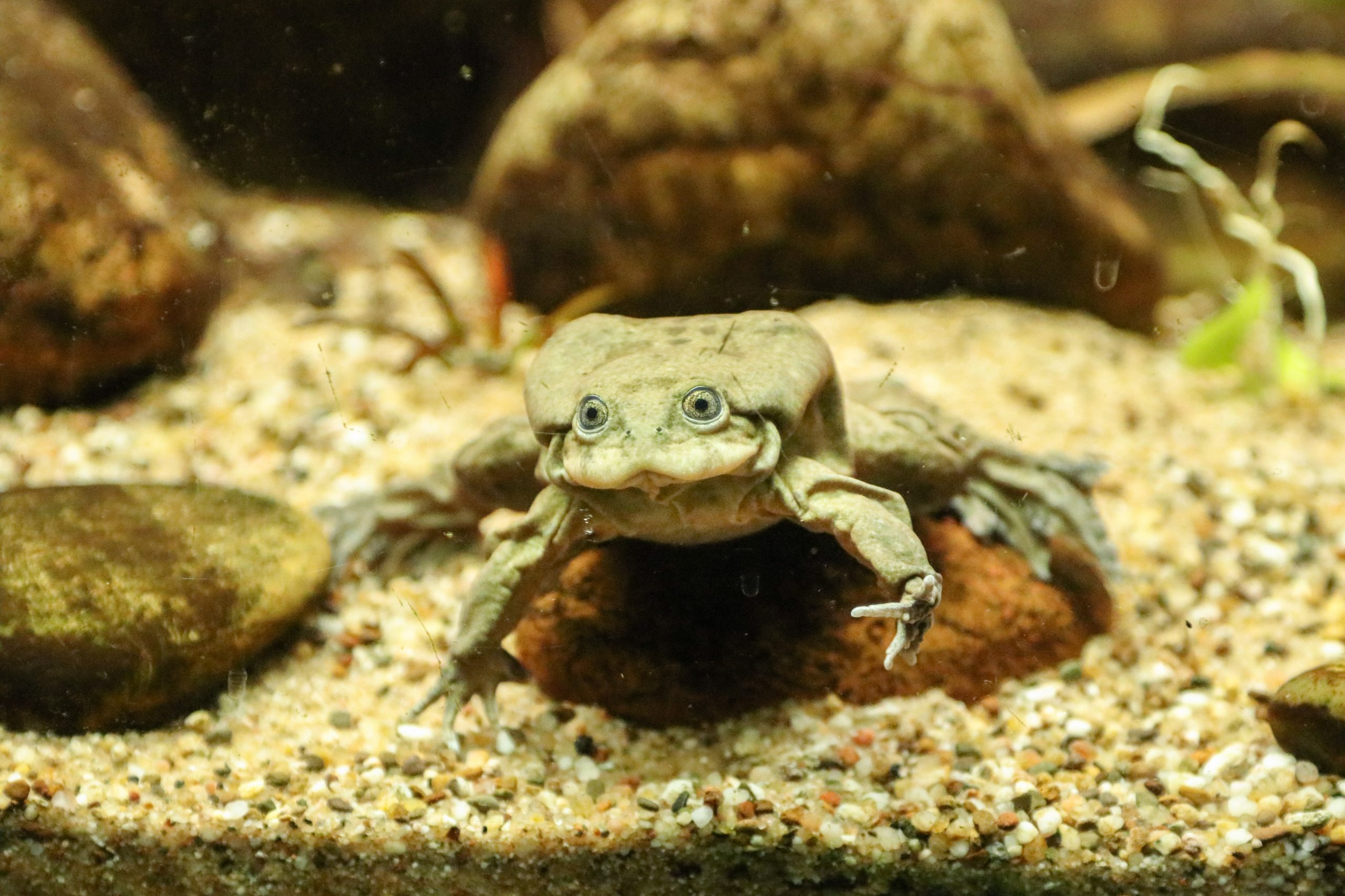 Titicacakikkers geboren in DierenPark Amersfoort | DierenPark Amersfoort