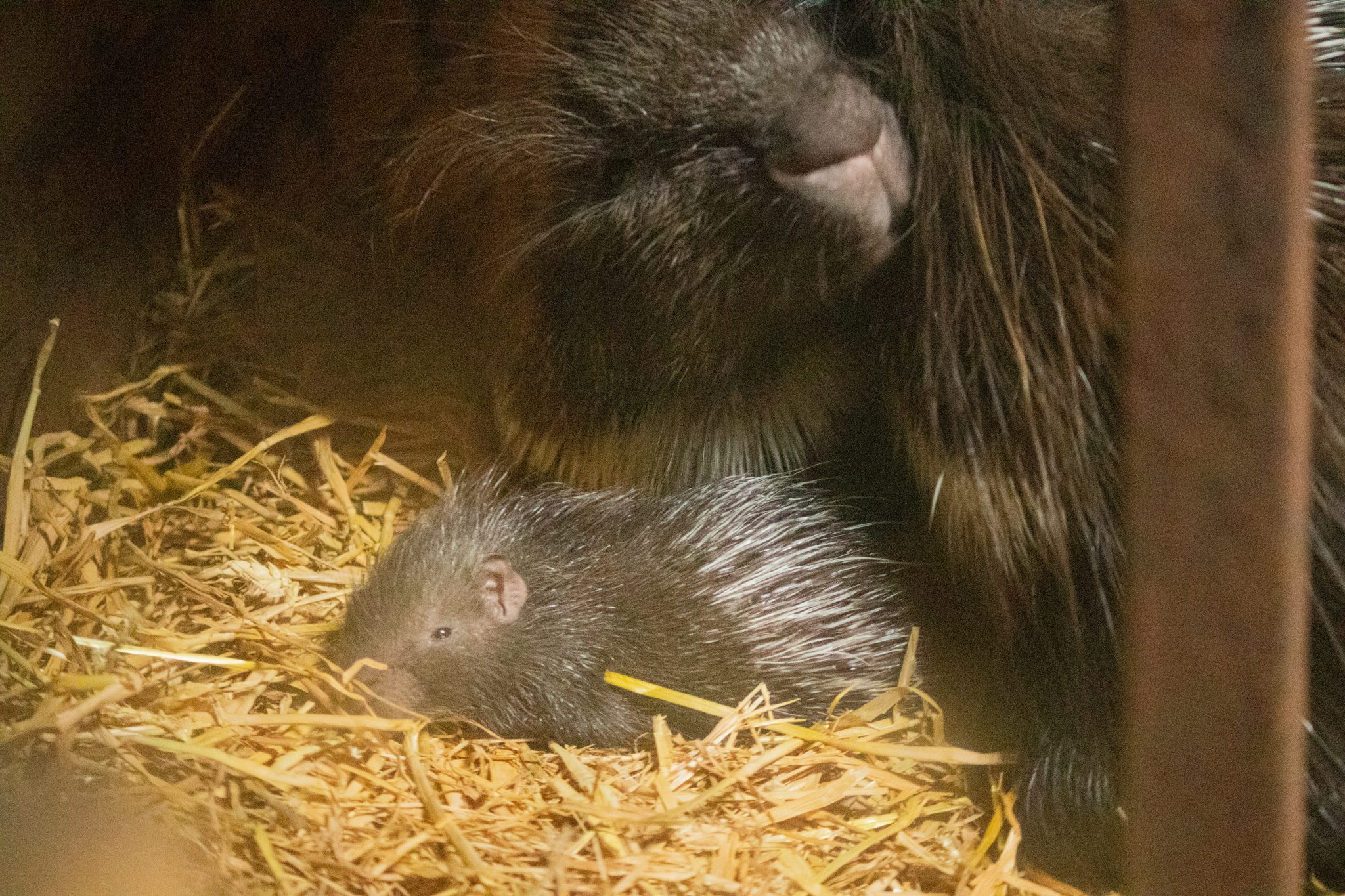 Stekelvarken geboren in DierenPark Amersfoort | DierenPark Amersfoort
