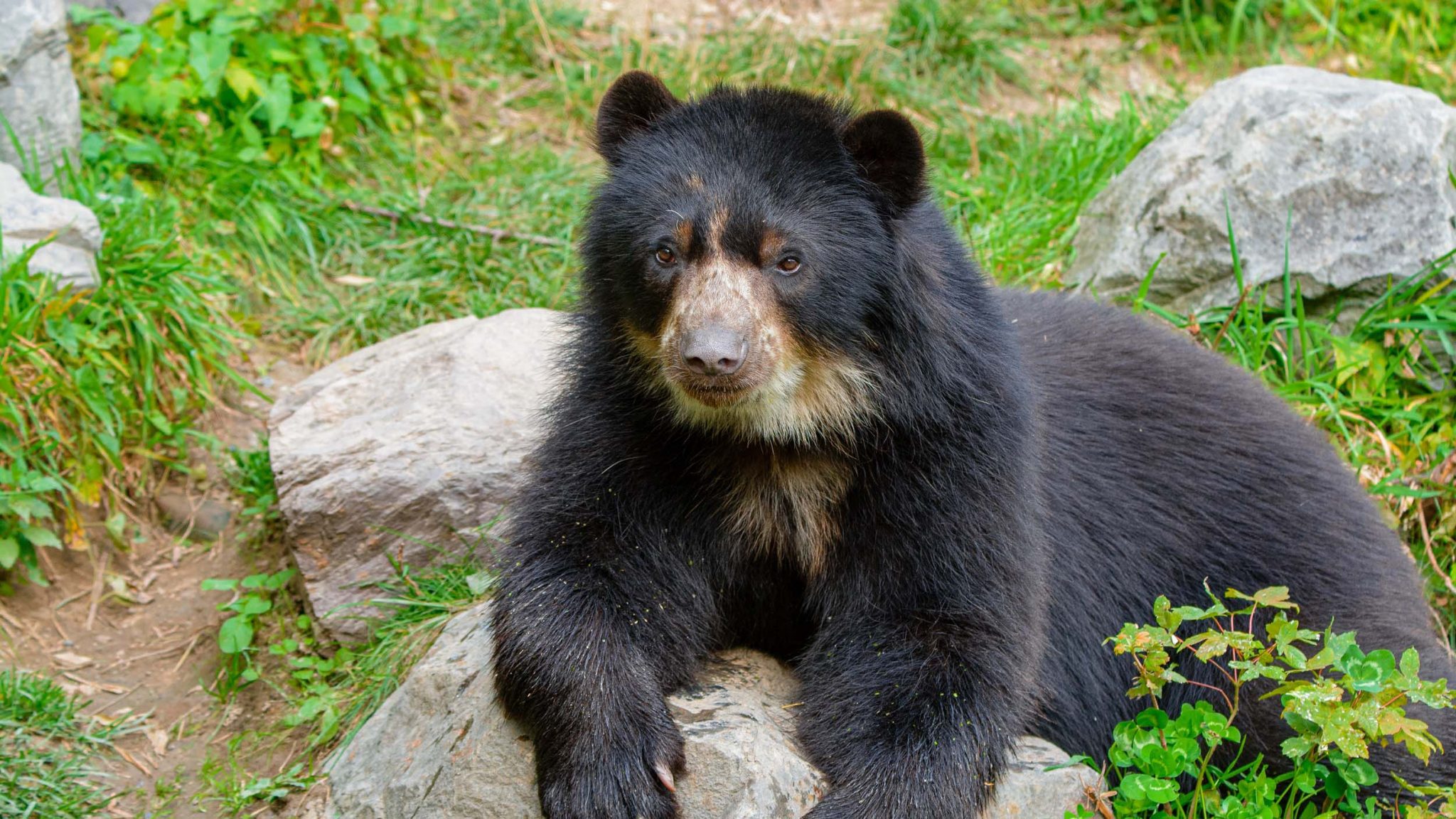 Dierennieuws - DierenPark Amersfoort