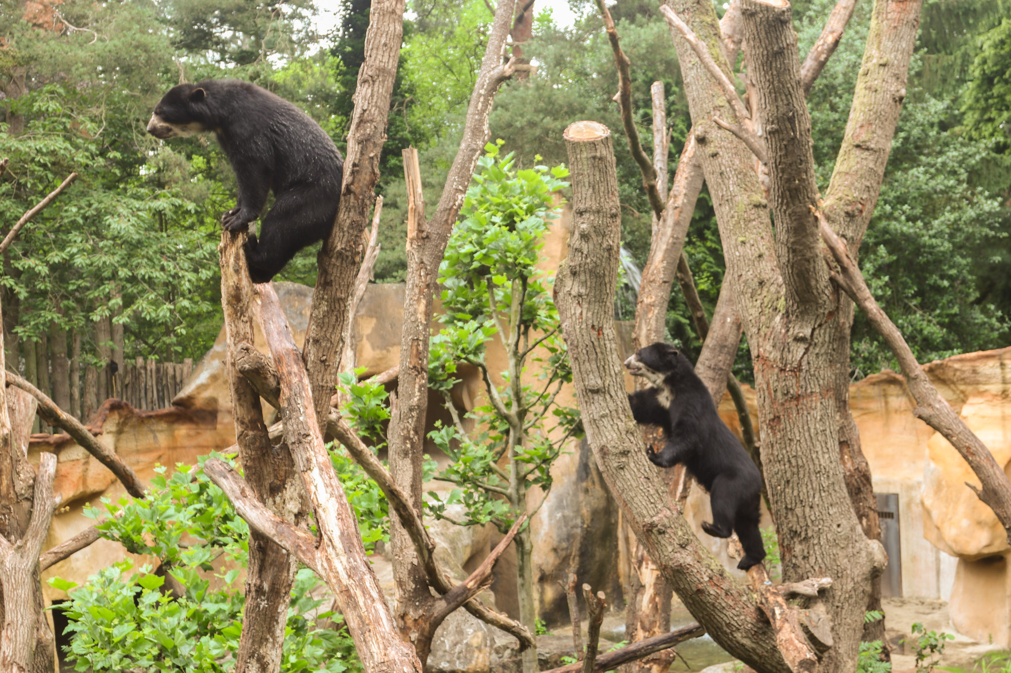Nieuwe bewoners: brilberen in DierenPark Amersfoort | DierenPark Amersfoort