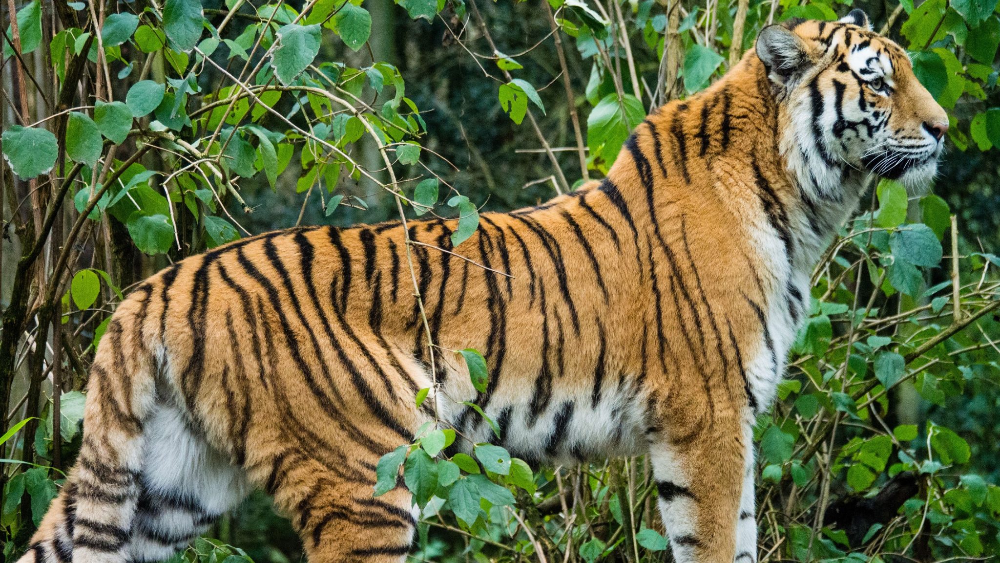 Camouflage | Blog: Willem Verdonck | DierenPark Amersfoort