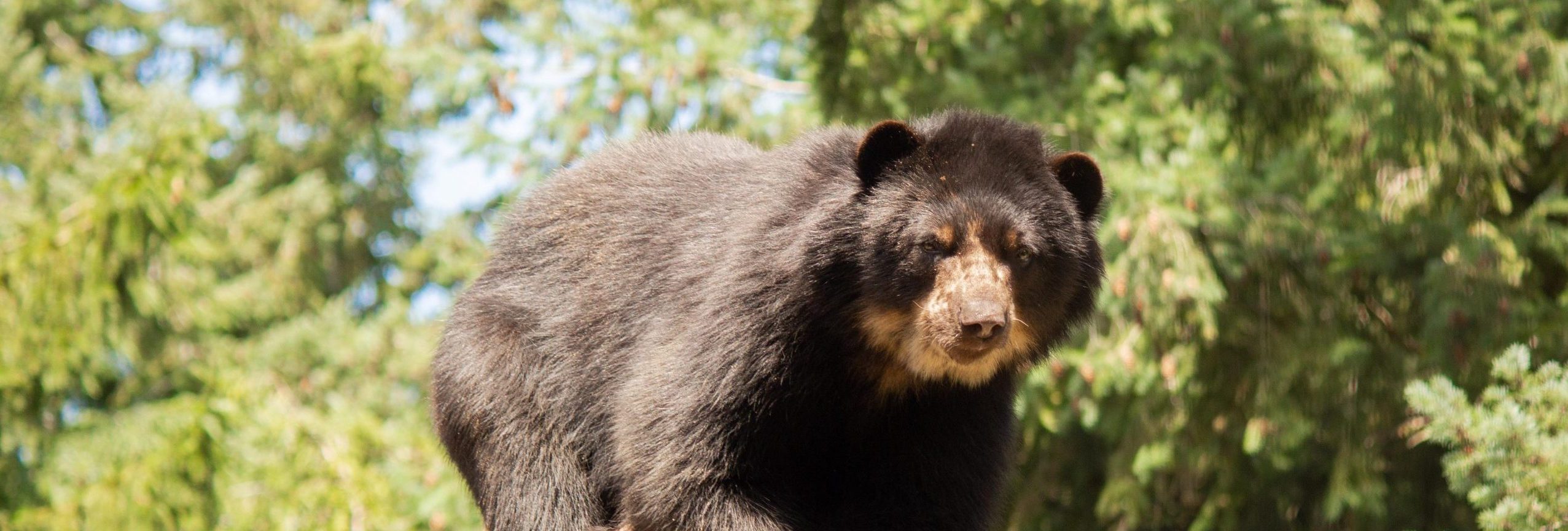 Onze dieren | DierenPark Amersfoort