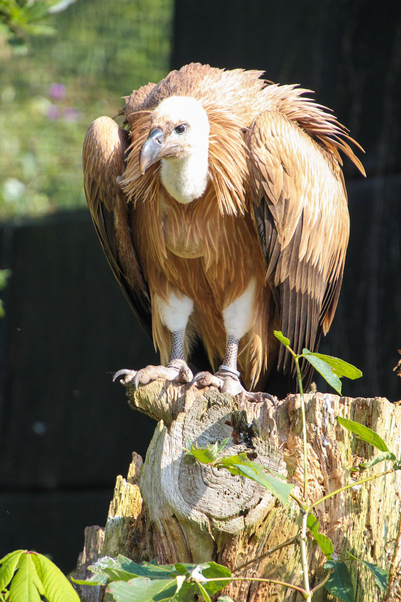 DierenPark Amersfoort zet twee vale gieren uit in Balkangebied ...