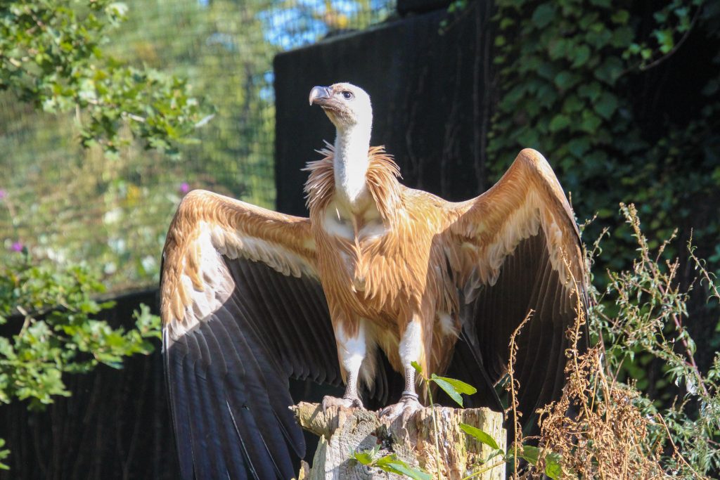 DierenPark Amersfoort zet twee vale gieren uit in Balkangebied ...
