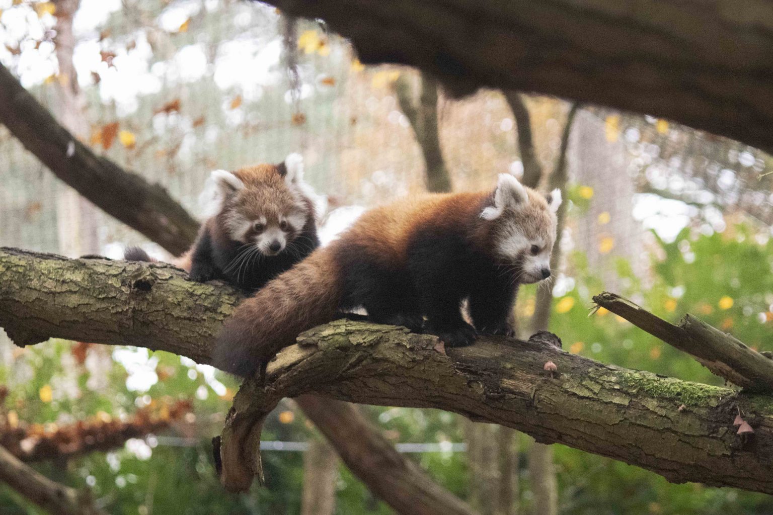Rode panda’s krijgen namen | DierenPark Amersfoort