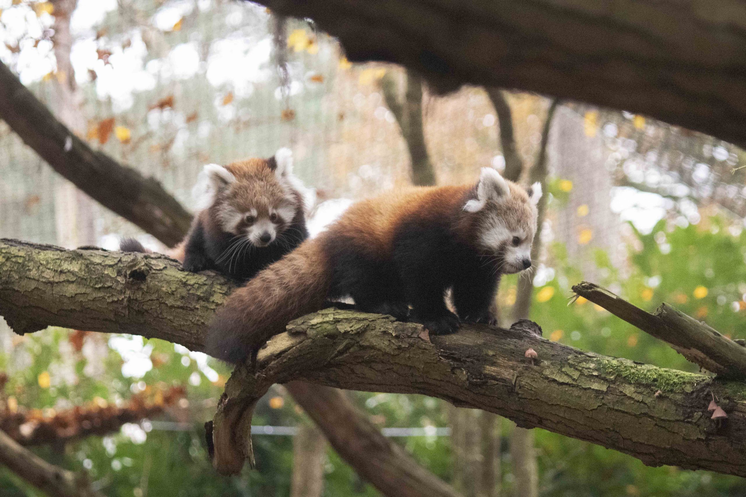 Rode panda’s krijgen namen | DierenPark Amersfoort