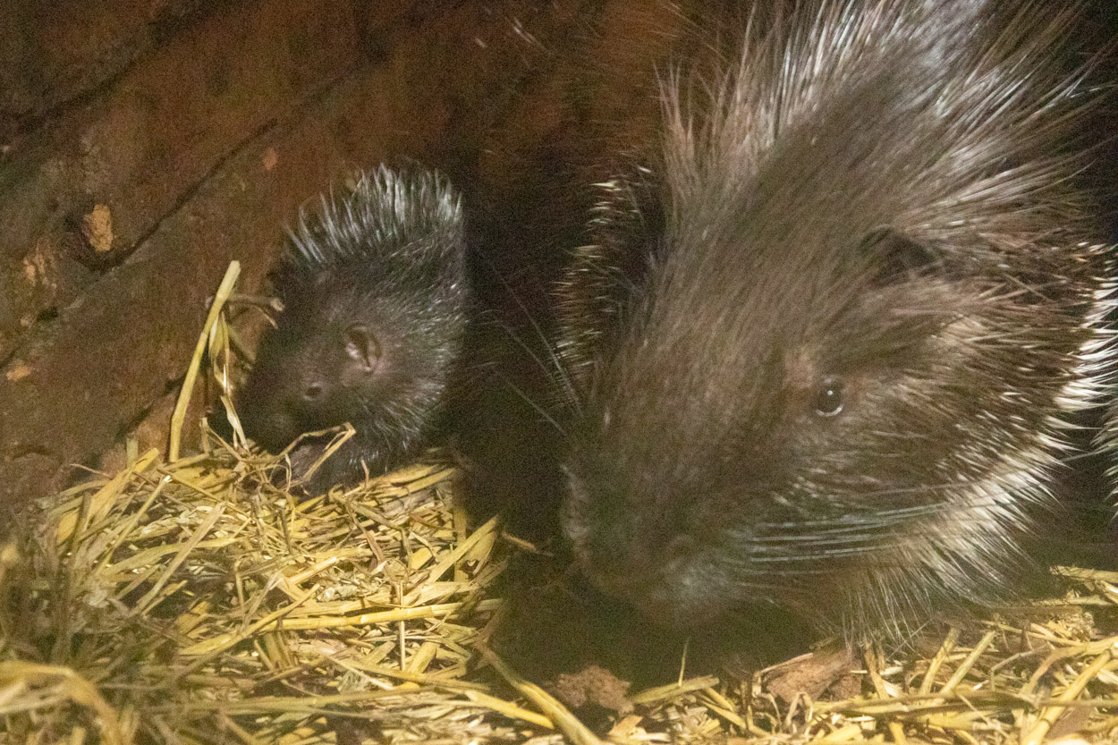 Stekelvarken geboren in DierenPark Amersfoort | DierenPark Amersfoort