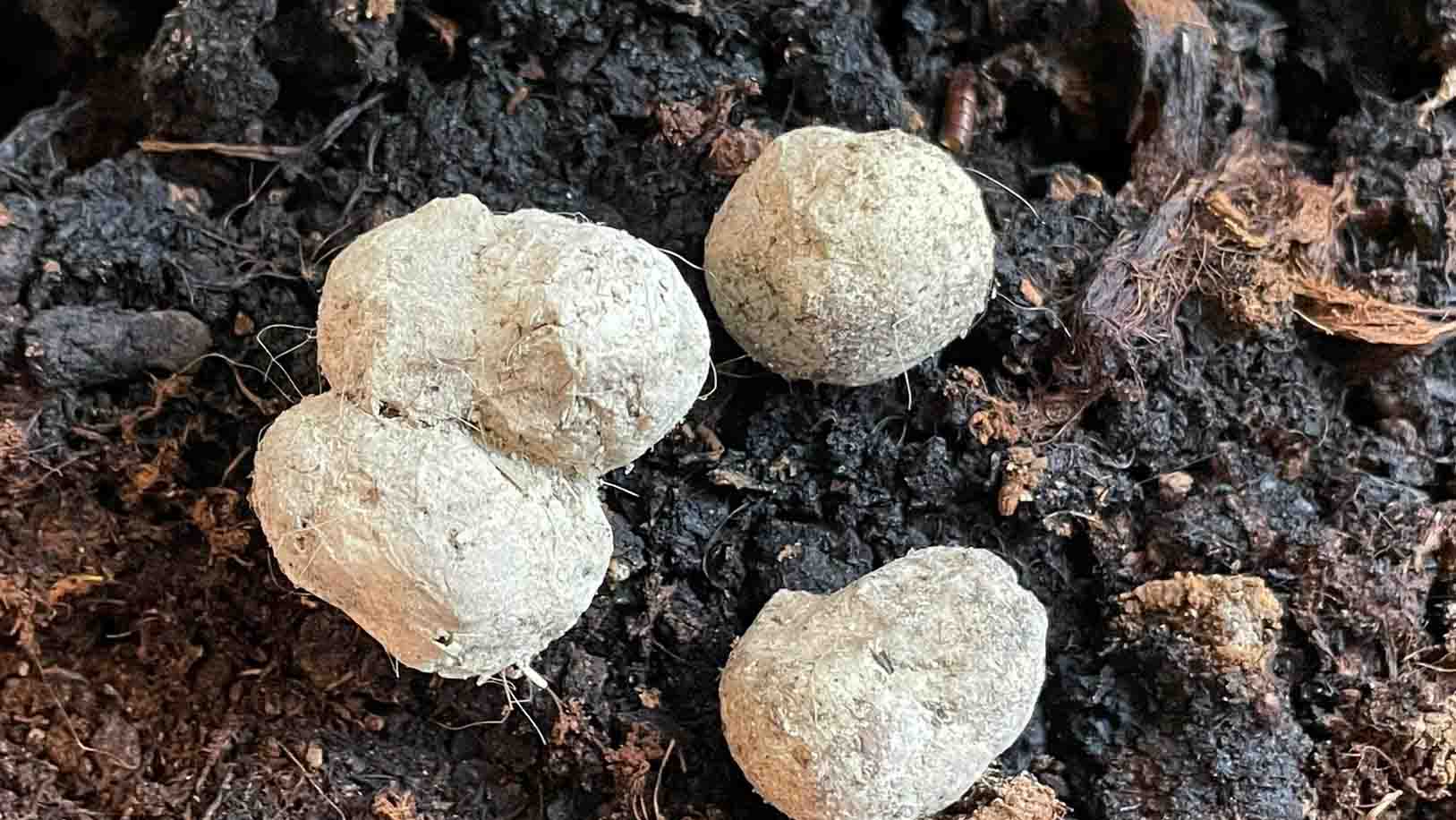 Dierenpoep | Blog: Dierenarts Chrispijn Schilp | DierenPark Amersfoort