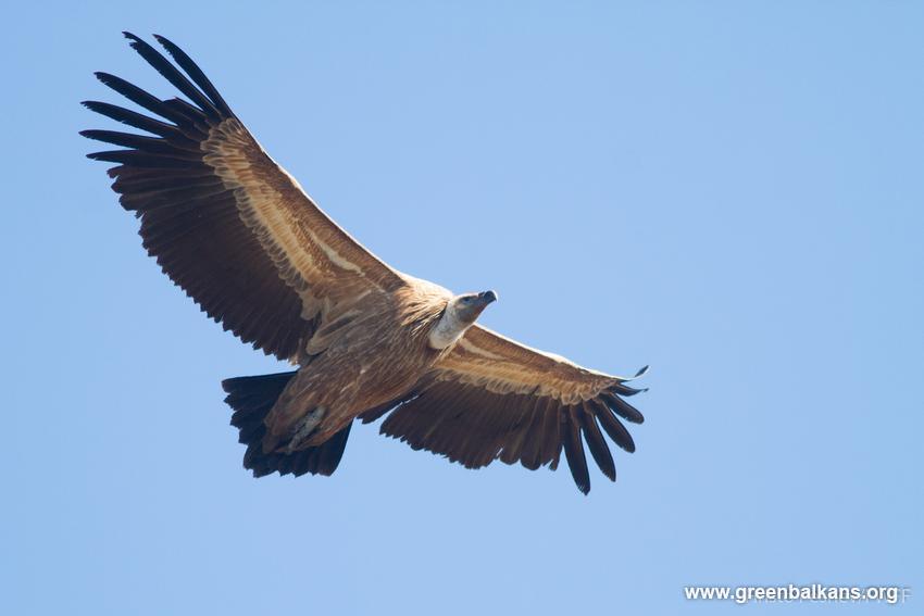 Gieren vliegen uit | Blog: Simeon Marin (Green Balkans) | DierenPark ...
