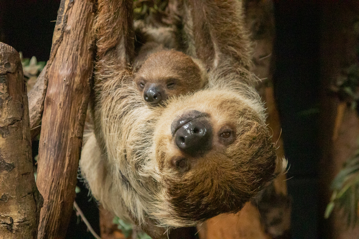 De Nacht | DierenPark Amersfoort