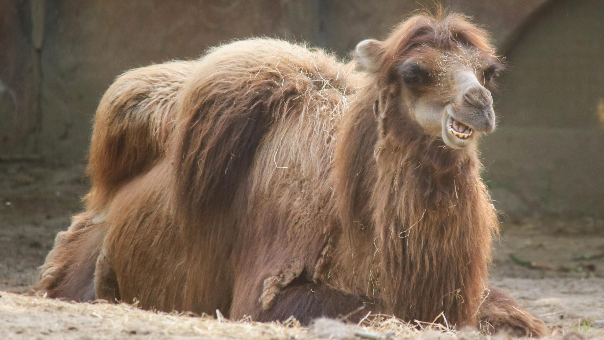 Ieder een eigen jas | Blog: Dierverzorger Richard | DierenPark Amersfoort
