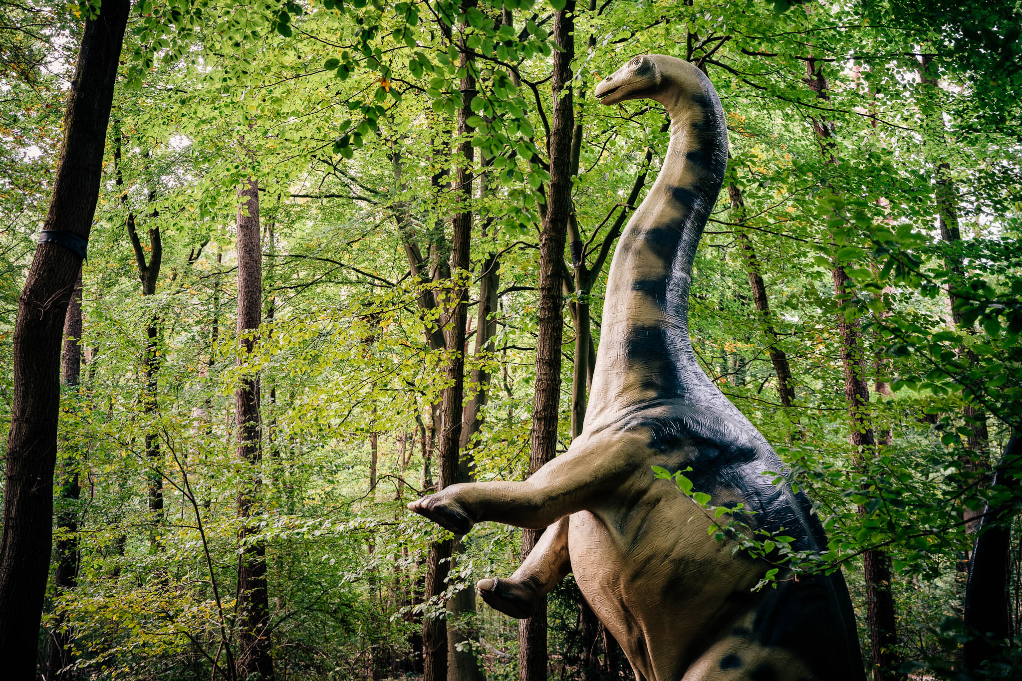 Apatosaurus Omriss