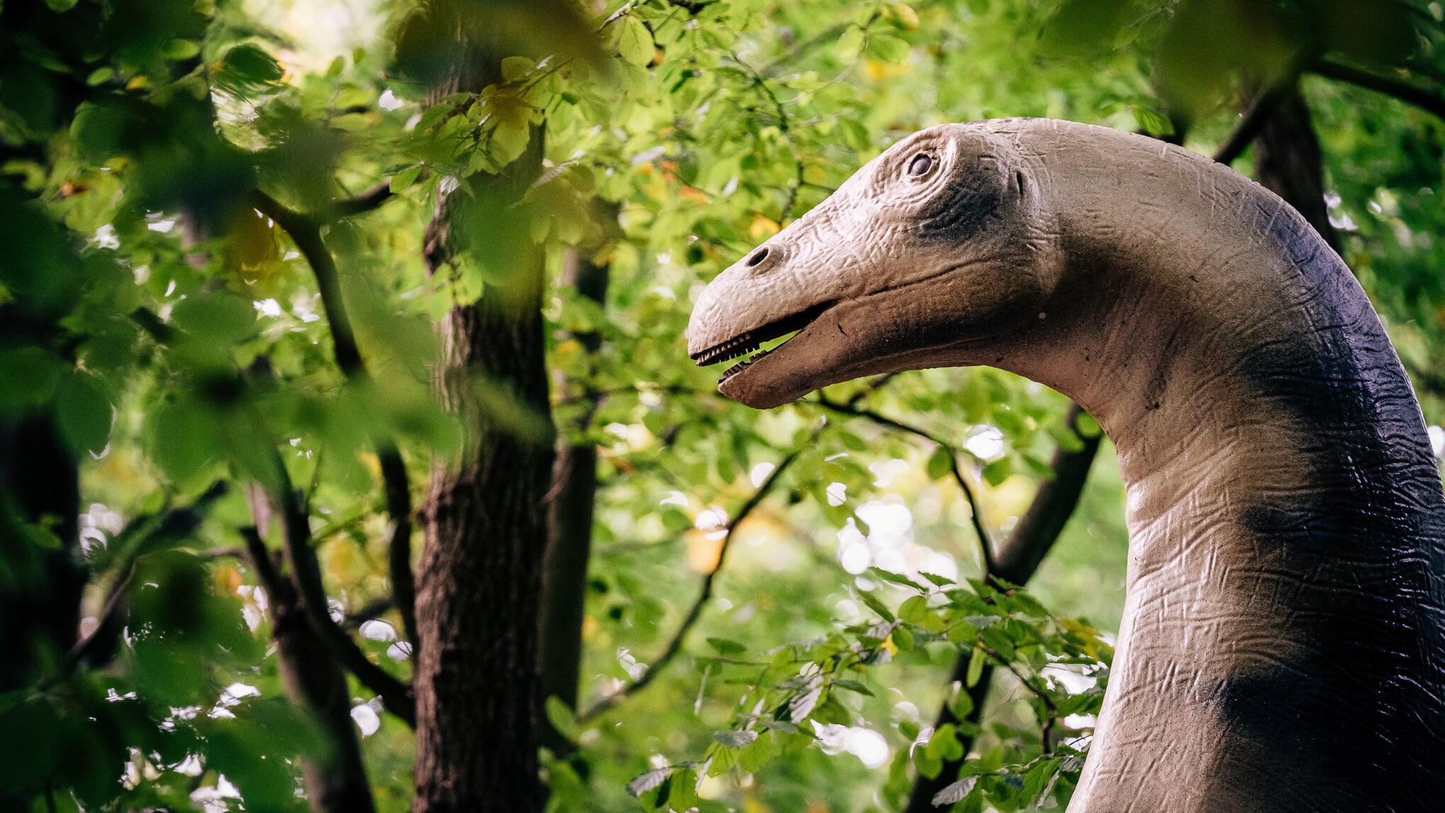 Alles over de apatosaurus | DierenPark Amersfoort