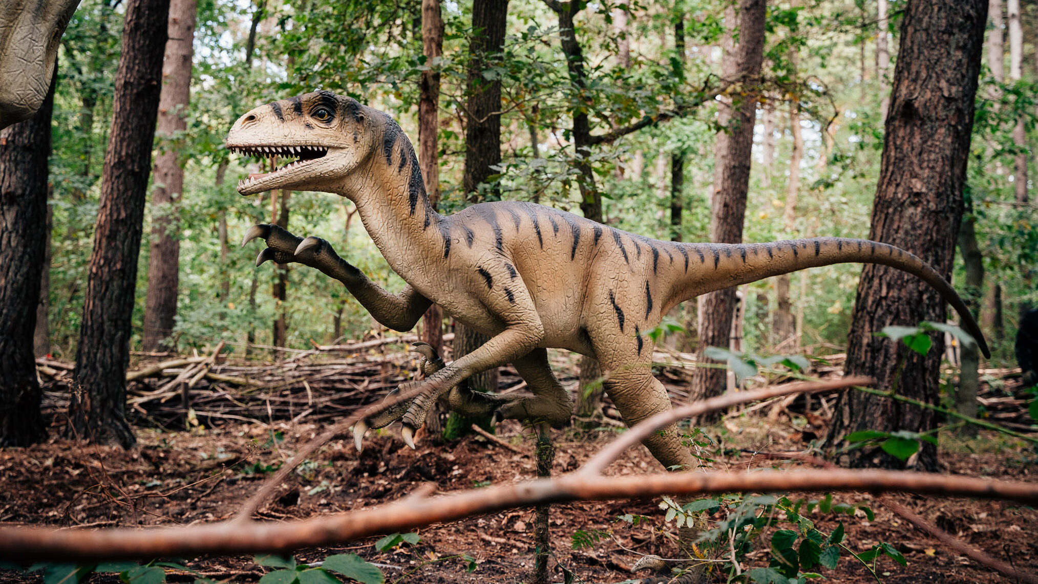 Alles over de deinonychus | DierenPark Amersfoort