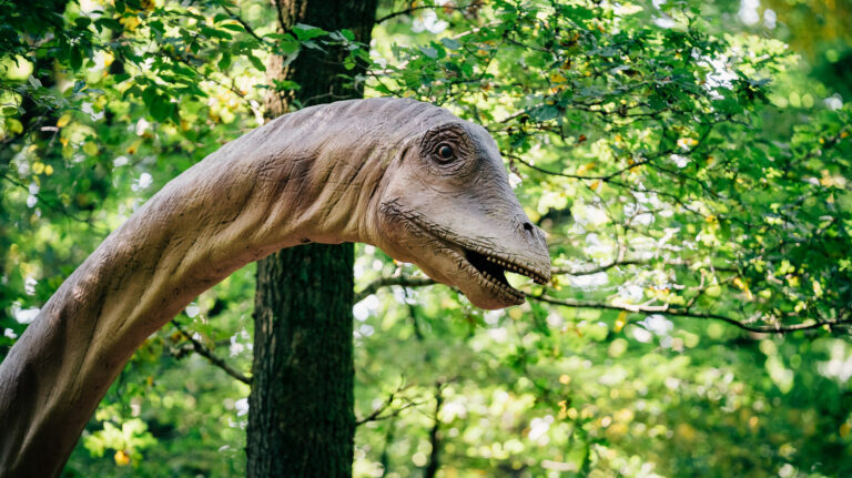 Alles over de diplodocus | DierenPark Amersfoort