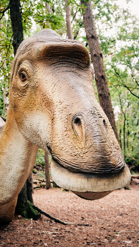 Alles over de tyrannosaurus rex | DierenPark Amersfoort
