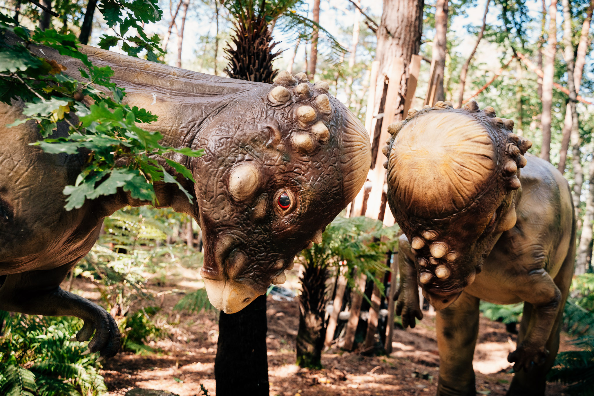 Alles over de pachycephalosaurus | DierenPark Amersfoort