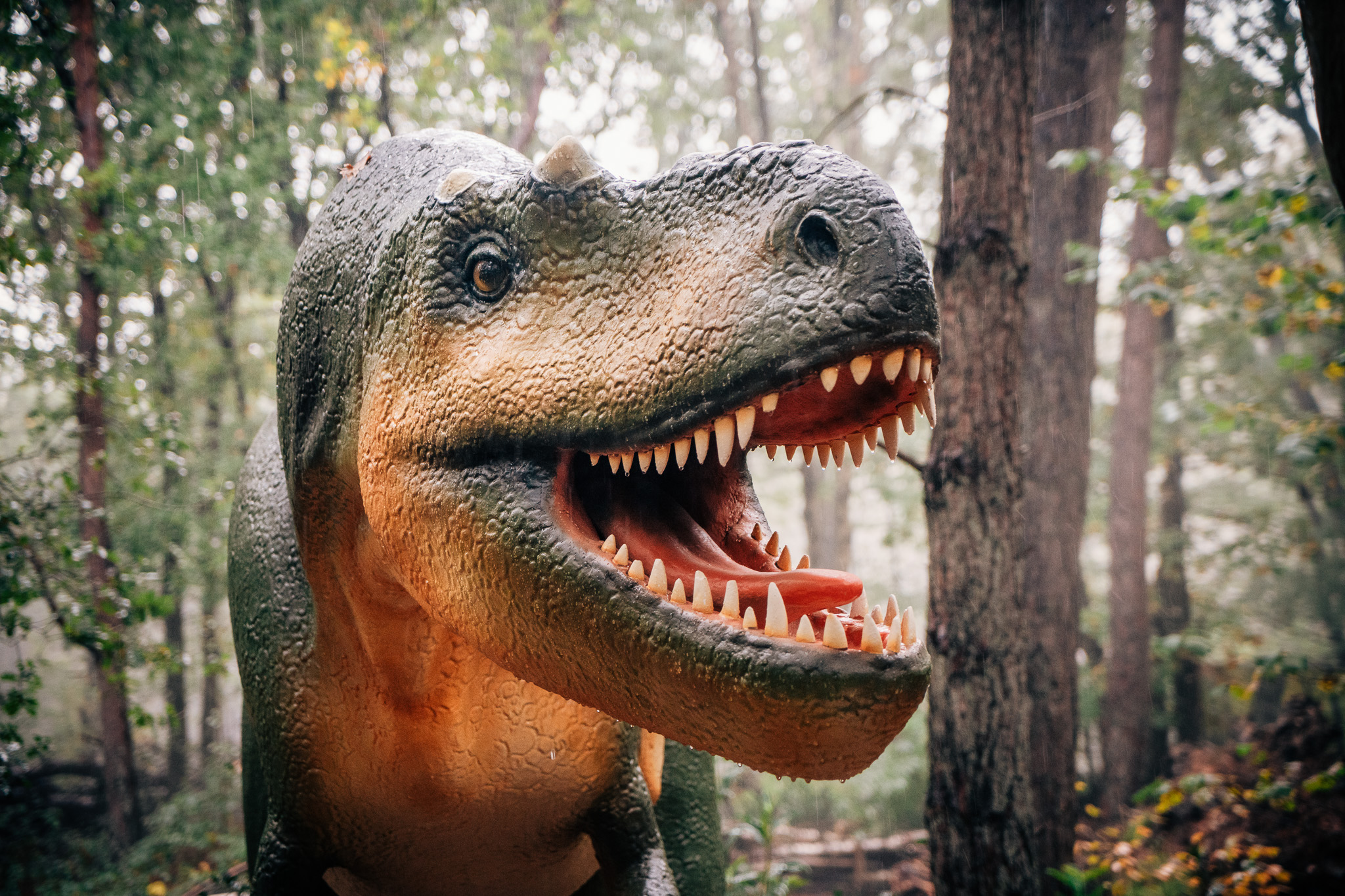 Alles over de albertosaurus | DierenPark Amersfoort