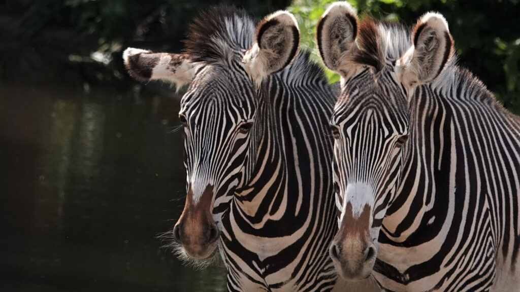 Hoe komt een dierenpark aan dieren? | Blog: Curator Nils Dijkgraaf ...