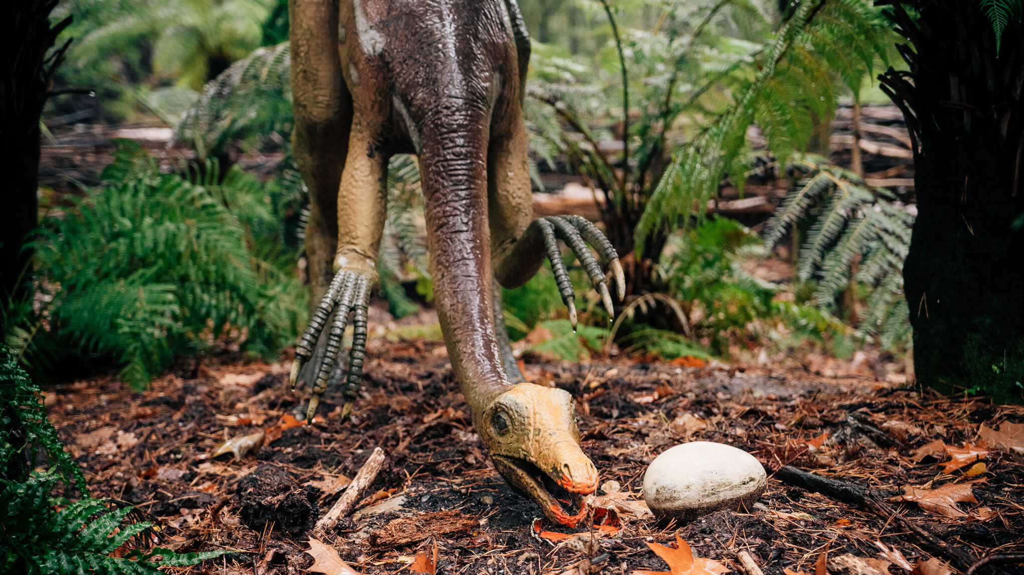 Alles over de ornithomimus | DierenPark Amersfoort