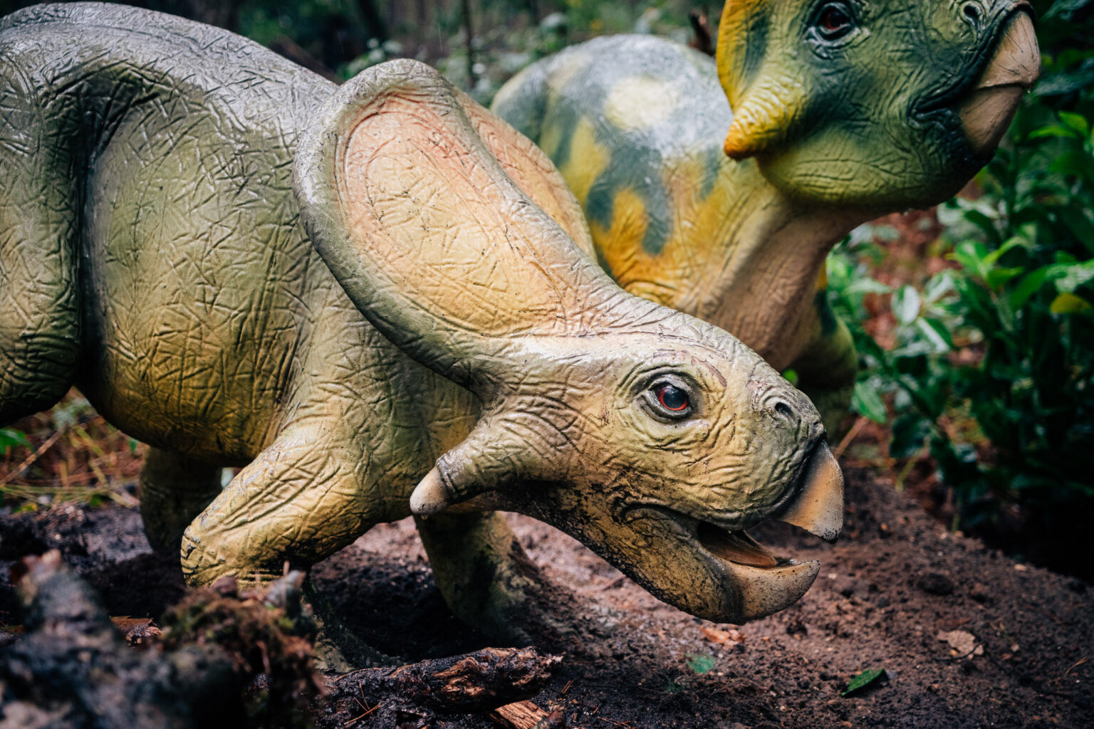 Alles over de protoceratops | DierenPark Amersfoort