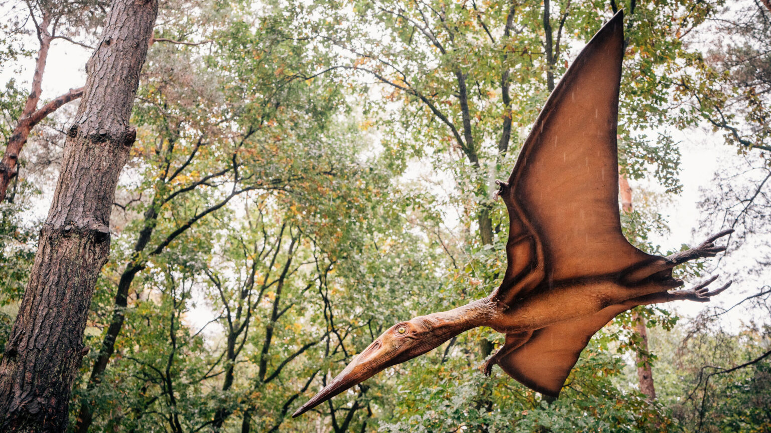 Pterodactylus | DierenPark Amersfoort