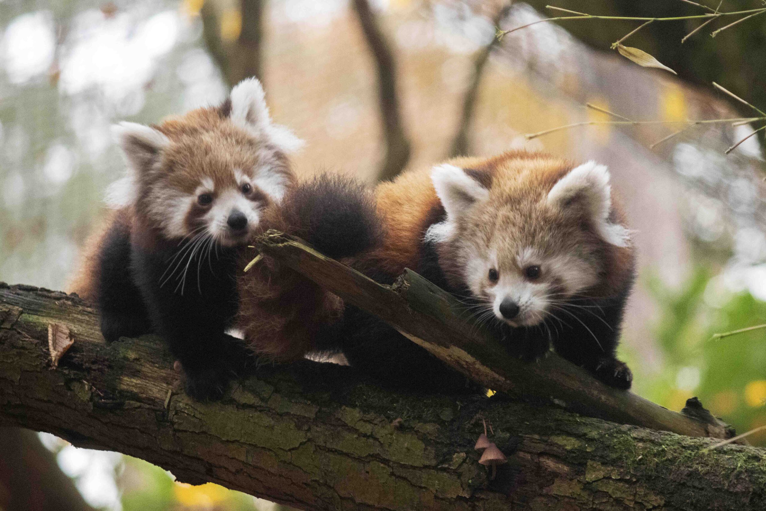 Positief voortplantingsadvies voor rode panda’s | DierenPark Amersfoort