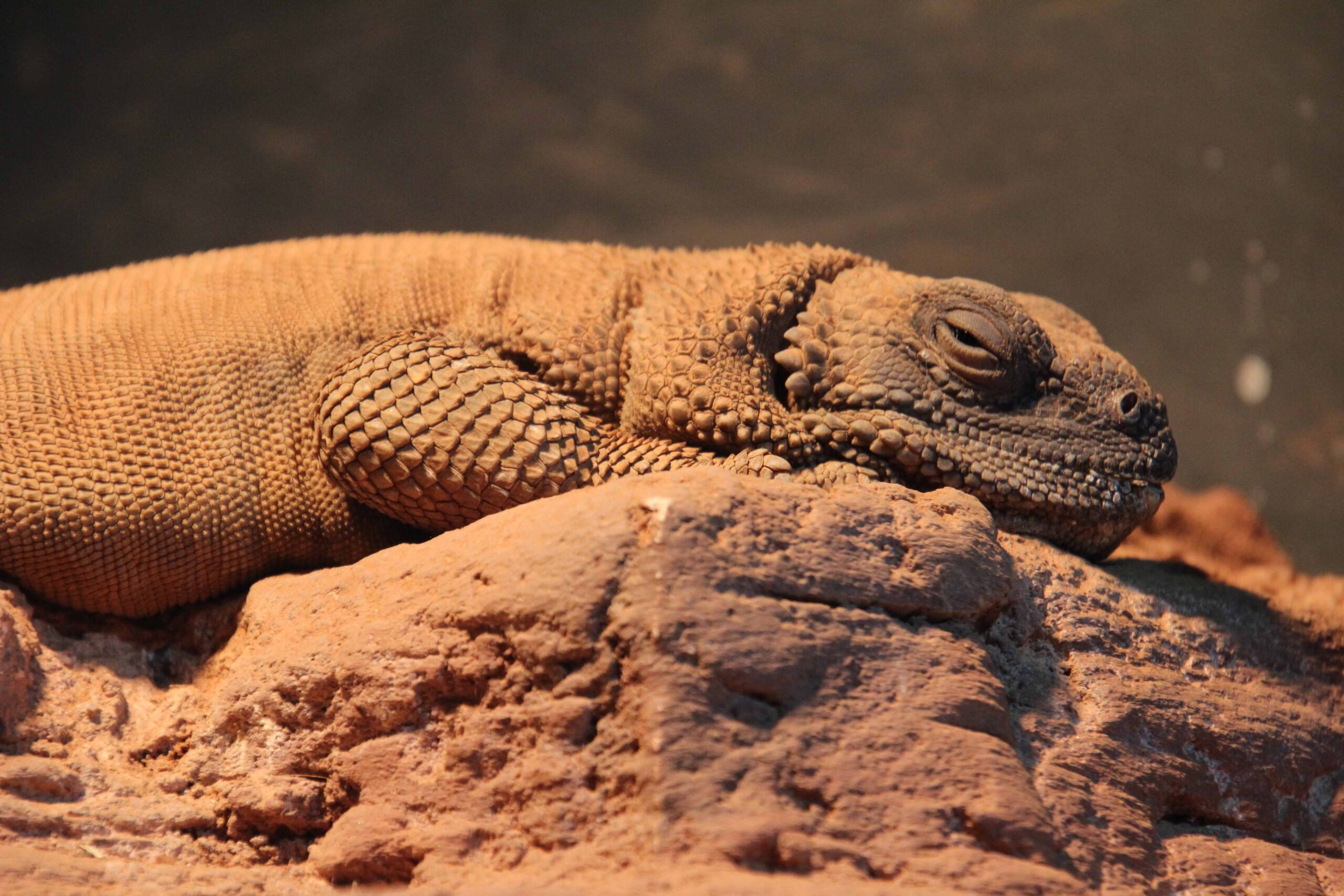 Reptielen in winterrust | DierenPark Amersfoort