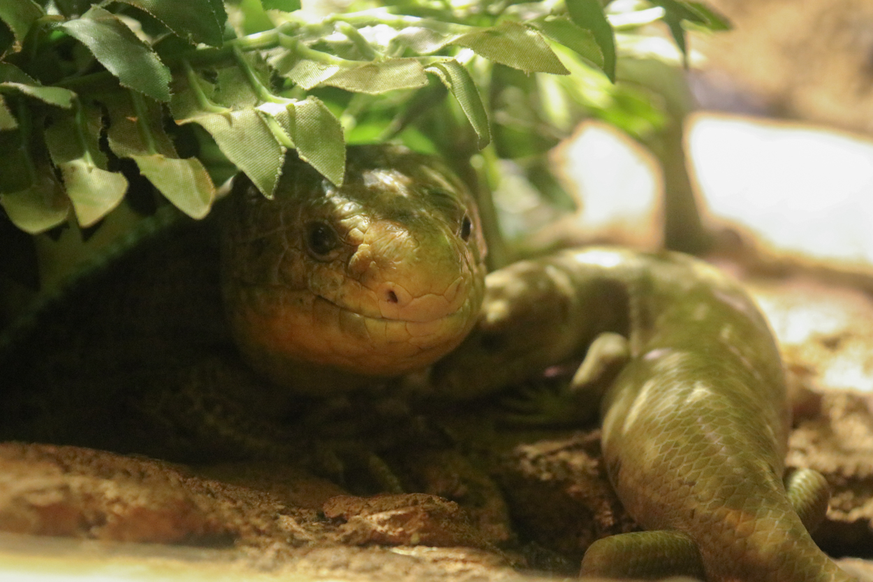 Grijpstaartskink geboren | DierenPark Amersfoort