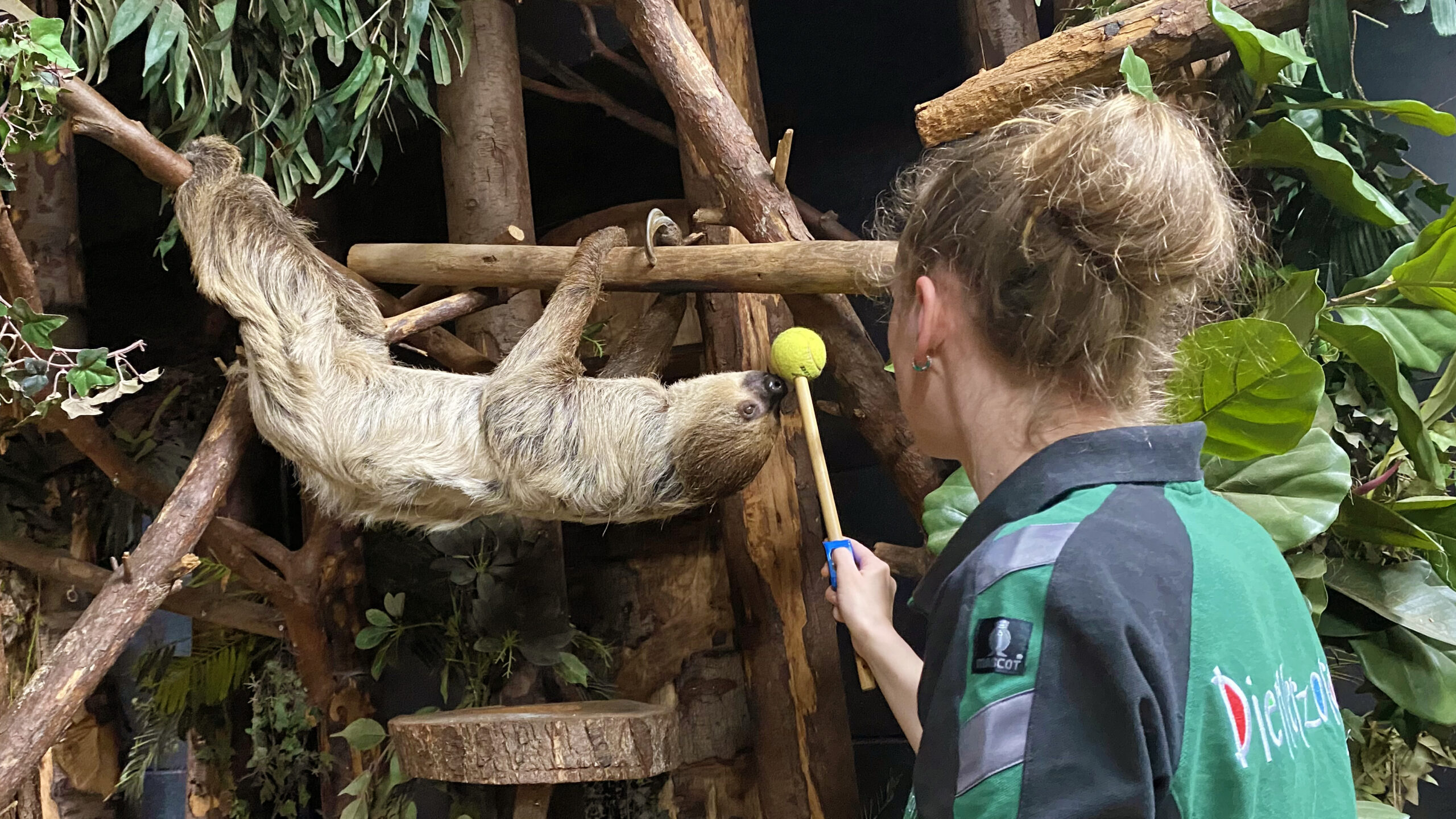 Luiaards in training | Diertrainer Peter Giljam | DierenPark Amersfoort
