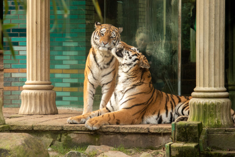 Cupido schiet raak: eerste dekkingen bij tijgers in DierenPark ...