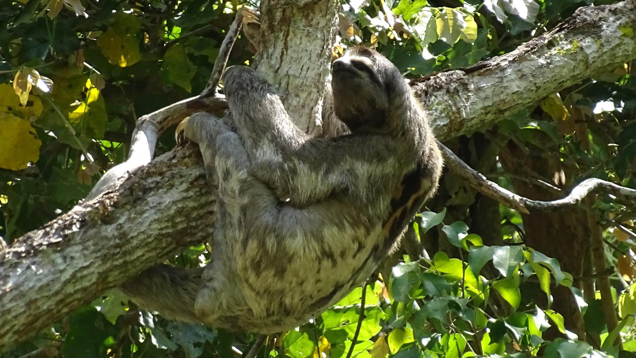 Van petfles naar boom: zo geef jij de luiaard een veilig thuis | Blog ...