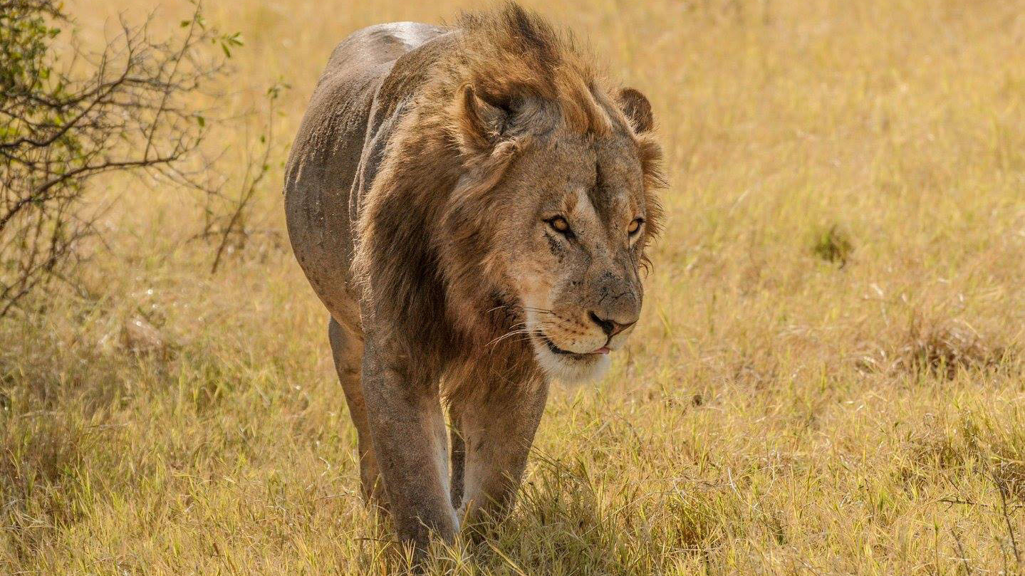 Ontdek alles over de natuur tijdens de Wilde Wildlife Weken | Blog ...