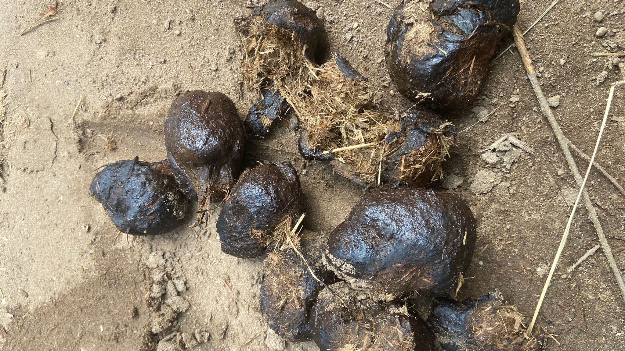 Wat leren we uit dierenpoep? | Blog | Onderzoekscoördinator Heleen ...