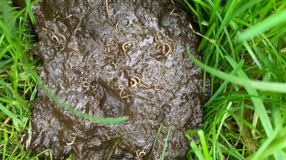 Een (on)gezonde leeuwendrol? | Blog: Dierenarts Chrispijn Schilp ...