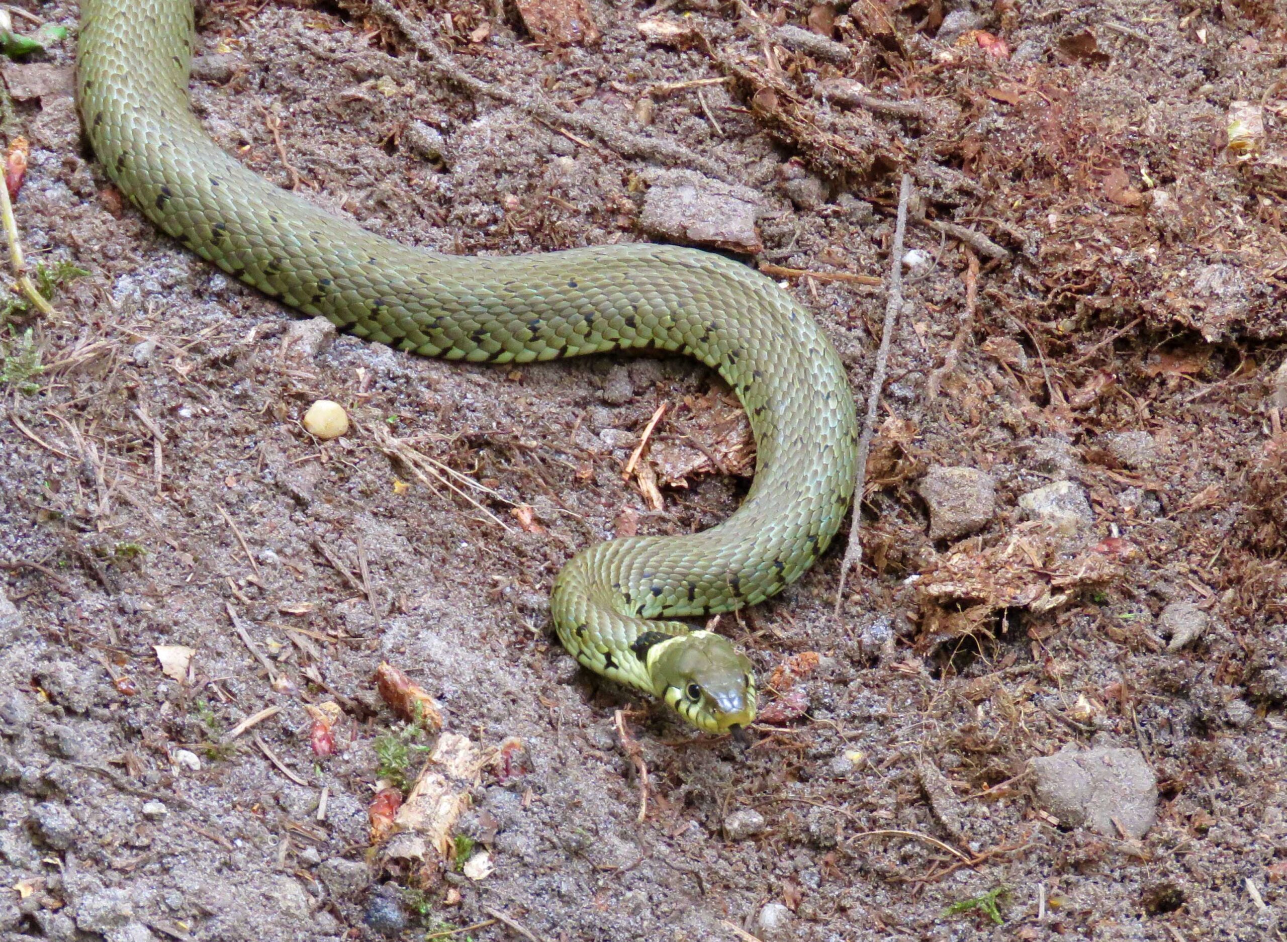 Olifanten dragen bij aan broeihoop ringslangen | DierenPark Amersfoort