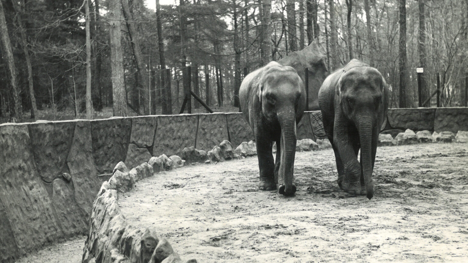Dierennieuws - DierenPark Amersfoort