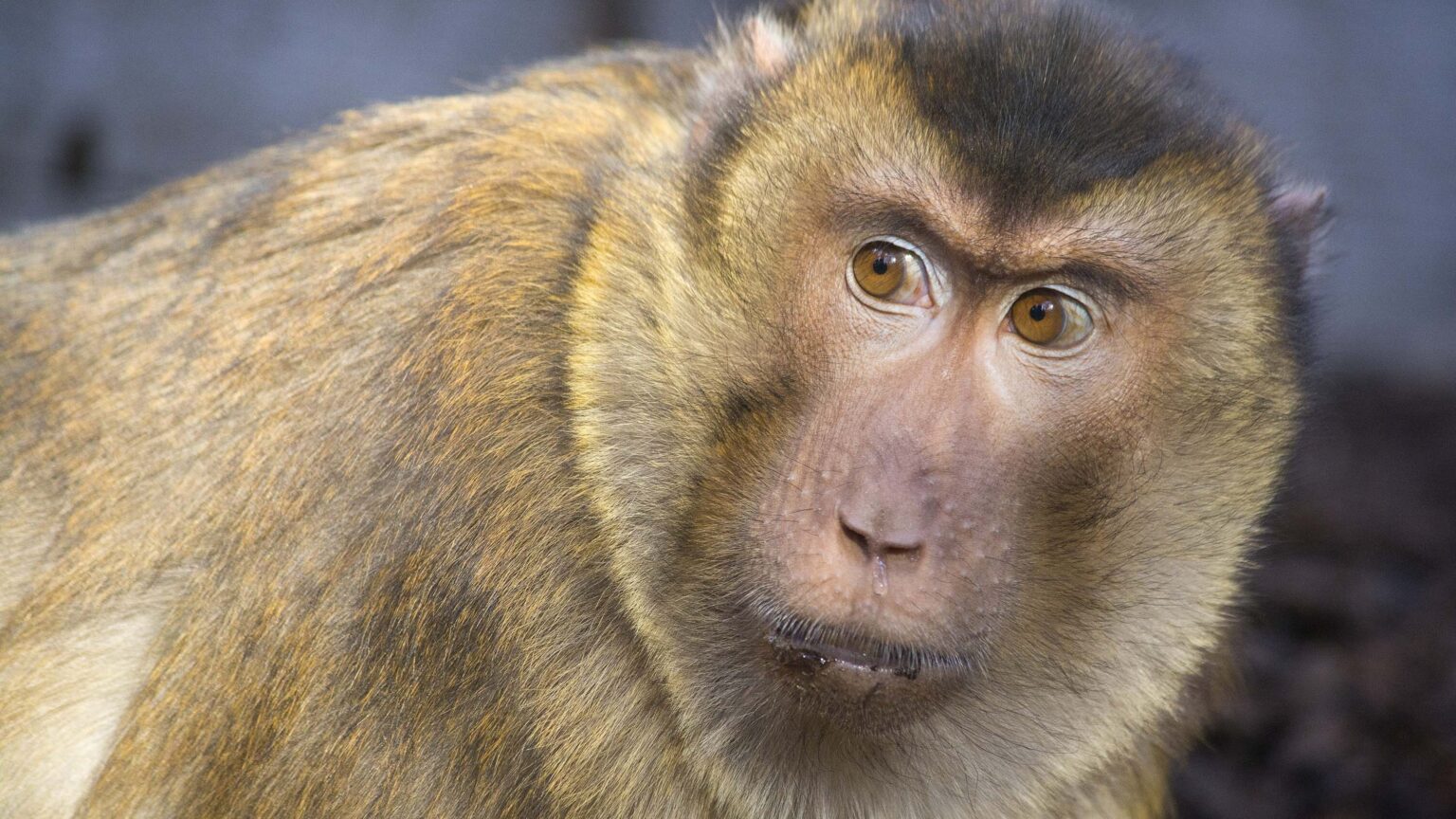 DierenPark Amersfoort neemt status bedreigde diersoorten onder de loep ...