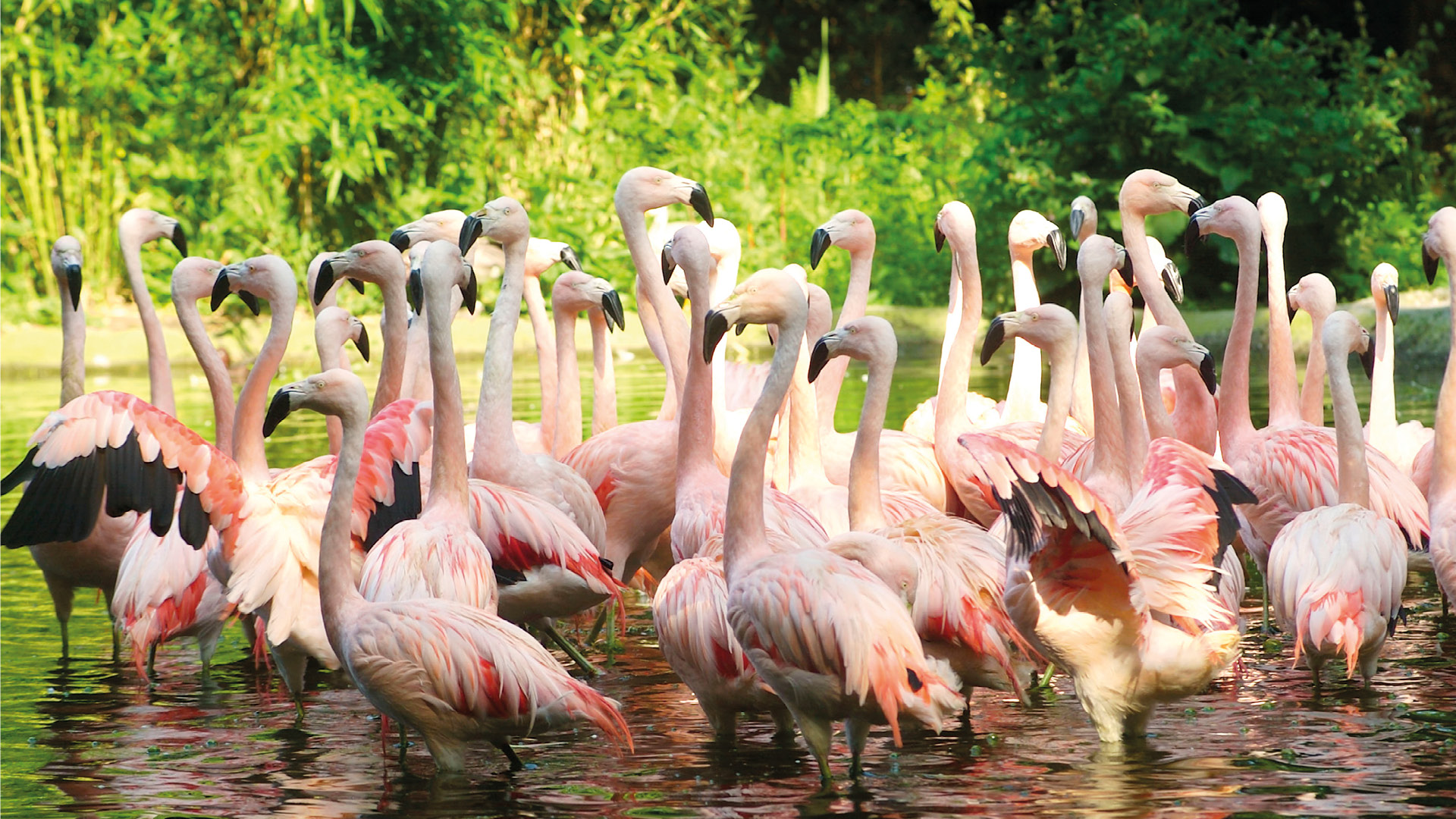 Parkagenda - DierenPark Amersfoort