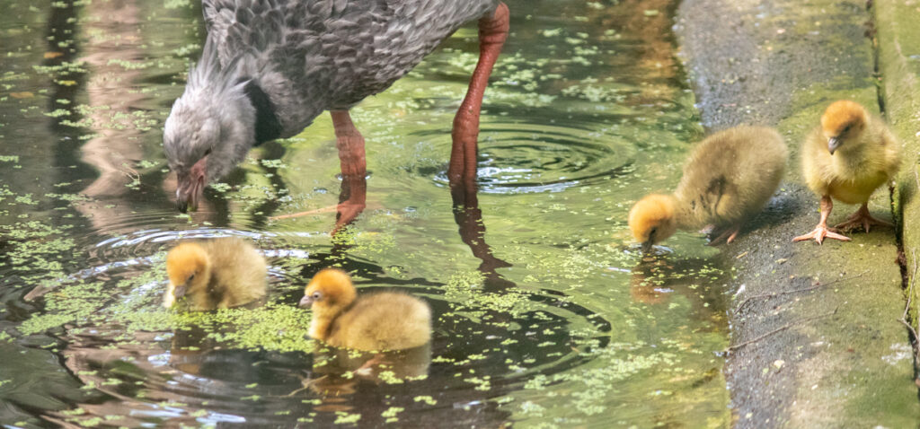 Vier hoenderkoetkuikens uit het ei gekropen | DierenPark Amersfoort