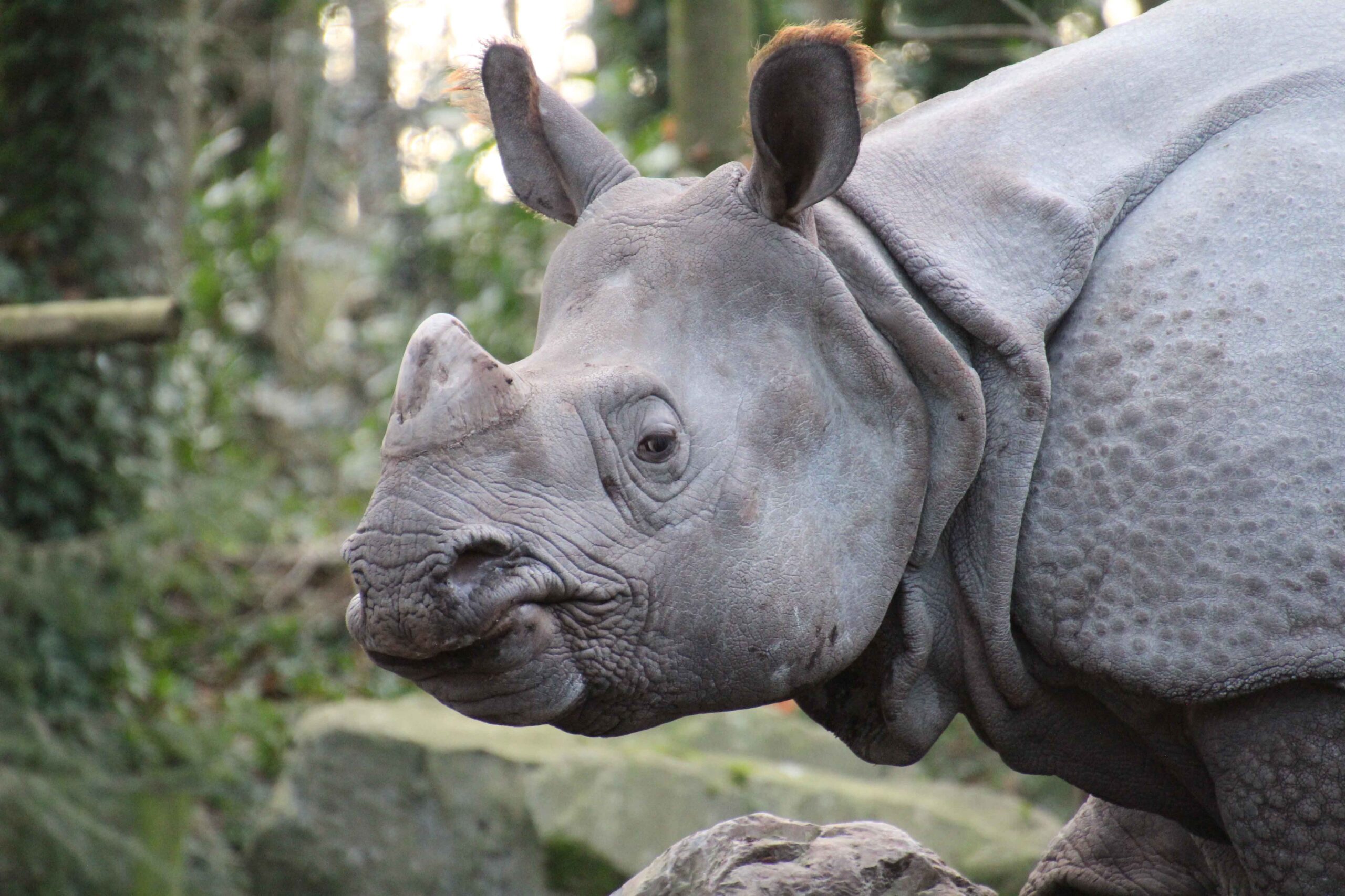 De Indische neushoorn: stoer en kwetsbaar | Blog: Loïs (Dierverzorger ...