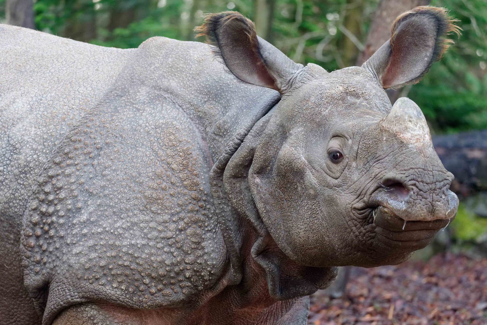 De Indische neushoorn: stoer en kwetsbaar | Blog: Loïs (Dierverzorger ...