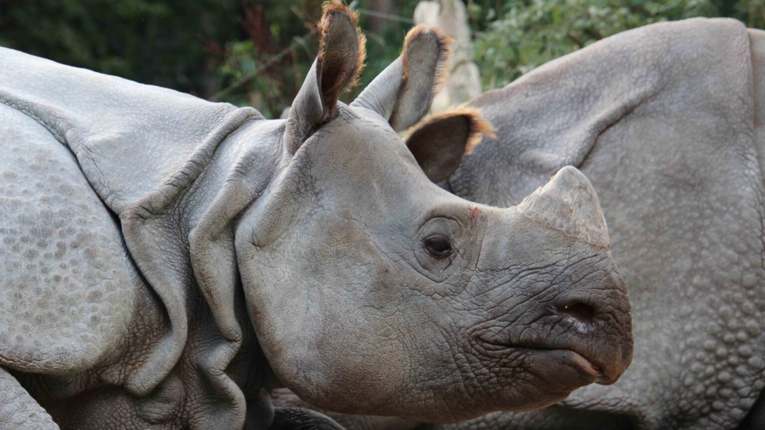 De Indische neushoorn: stoer en kwetsbaar | Blog: Loïs (Dierverzorger ...