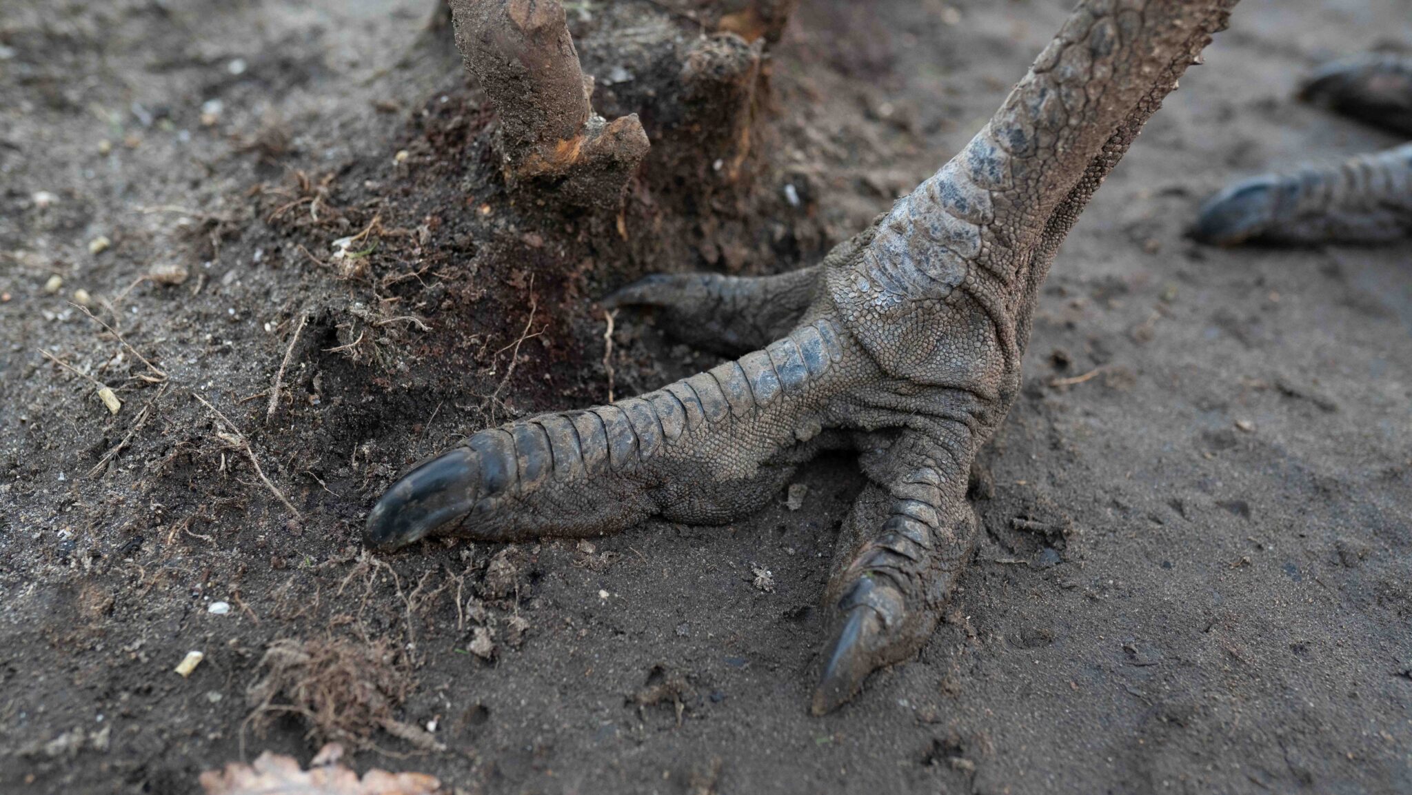 De T-rex: machtig, groot en... snel? | Blog: Pasha van Bijlert ...