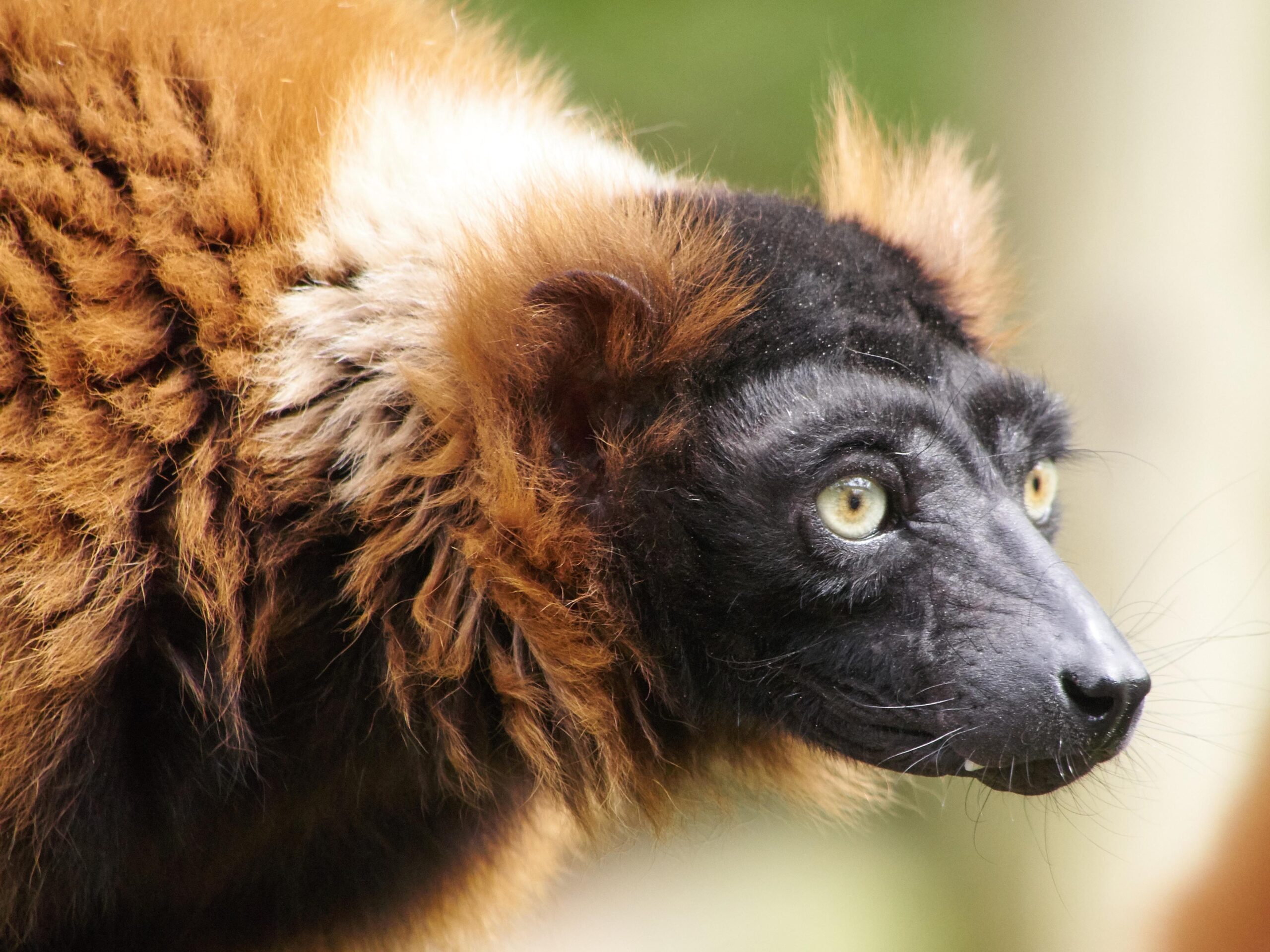 Nieuw diersoort: DierenPark Amersfoort verwelkomt vijf rode vari’s ...