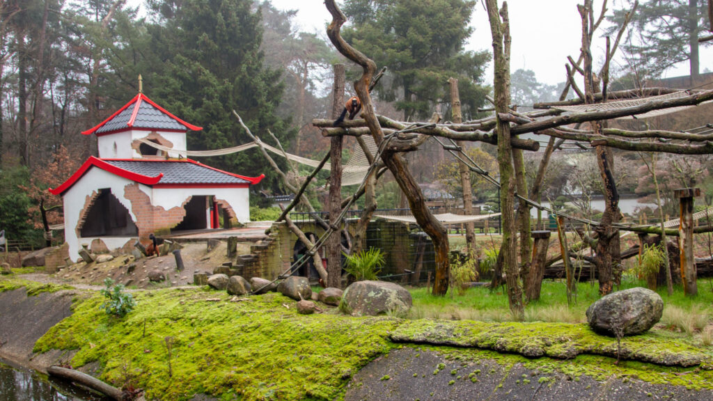Rode vari's ontdekken voor het eerst eiland | DierenPark Amersfoort