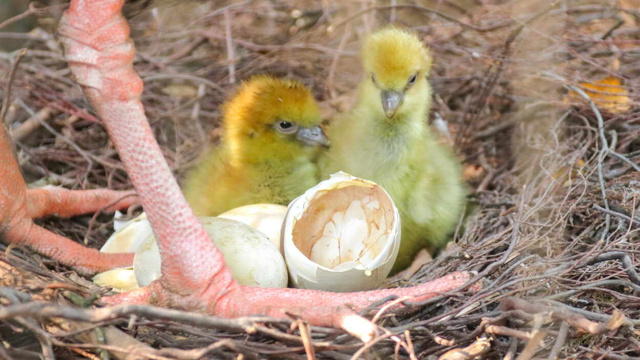 Waarom leggen vogels eieren? | Blog: Onderzoekcoördinator Heleen Post ...