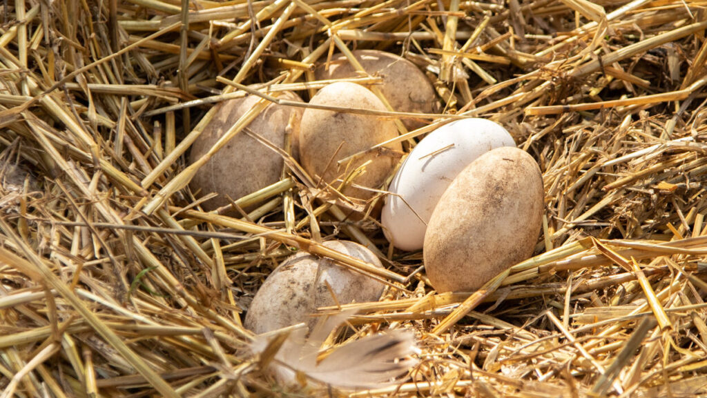Waarom leggen vogels eieren? | Blog: Onderzoekcoördinator Heleen Post ...