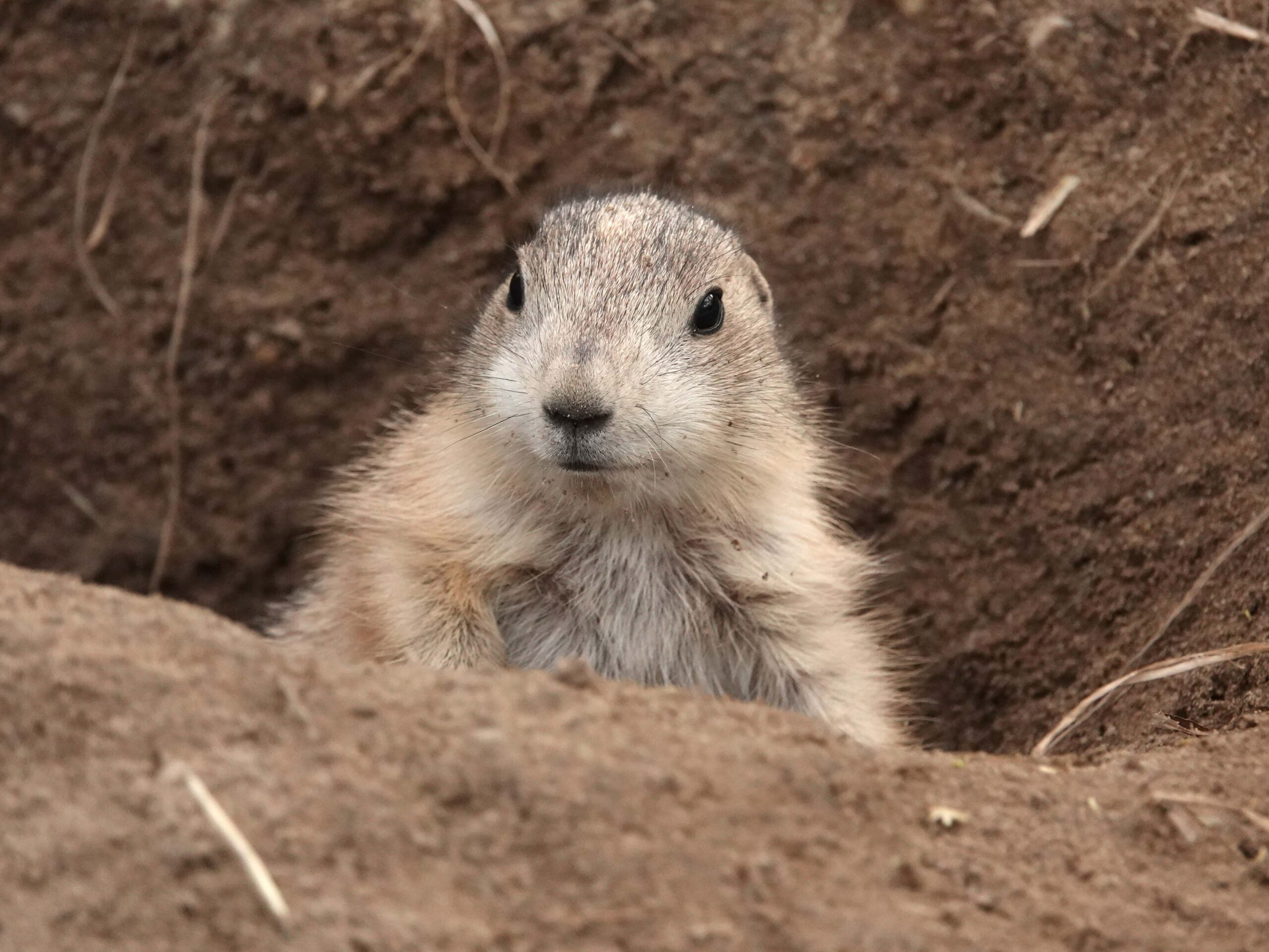 Prairiehondjes geboren | Dierennieuws | DierenPark Amersfoort