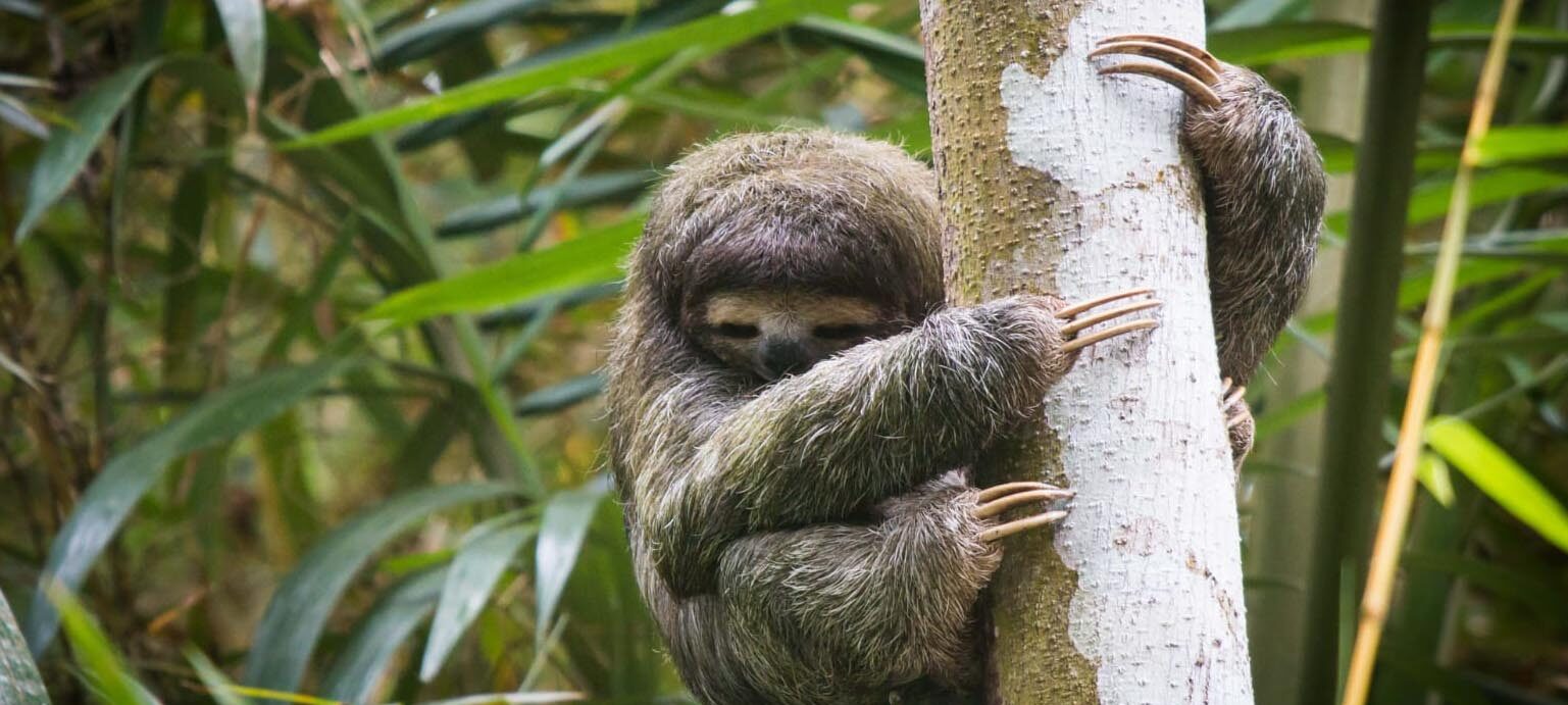 Een veilig thuis voor de luiaard? Adopteer een stukje regenwoud | Blog ...